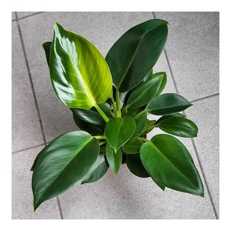 Green Princess Philodendron Care Guide Nurturing Tips For Thriving