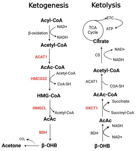 Comprehensive Overview Of Ketone Bodies In Cancer Metabolism