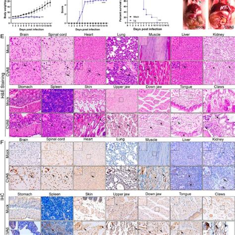 Oral Inoculation Of Mouse Adapted Cva6 Results In Mortality Download Scientific Diagram
