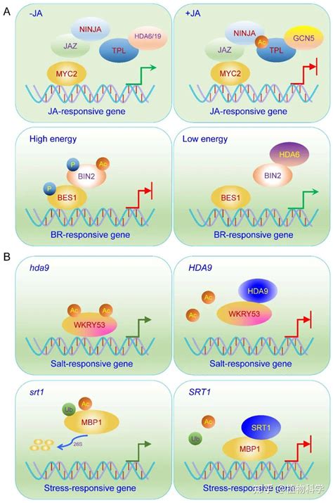 中国科学院华南植物园刘勋成团队综述植物非组蛋白乙酰化修饰研究进展 知乎