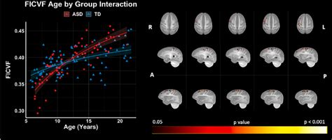 Noddi Ficvf Age By Group Interactions Level Of Significance And