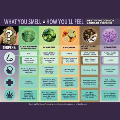 Terpenoids What Are They
