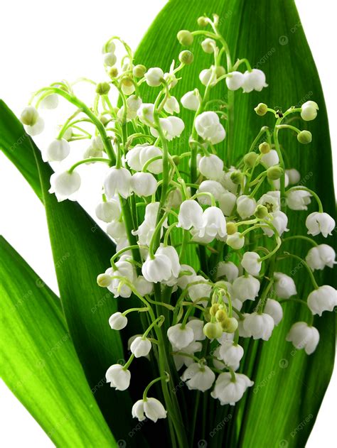 Bouquet De Muguet Bouquet De Fleurs De Muguet Png Arôme Muguet