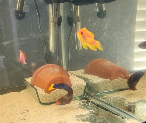 Red Coris Wrasse Hiding Reef2reef