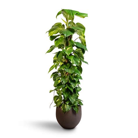 Epipremnum Aureum Golden Pothos Moss Pole Hortology