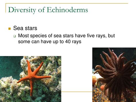 Ppt Echinoderms Powerpoint Presentation Free Download Id4728215 Ppt Echinoderms Powerpoint Presentation Free Download Id4728215