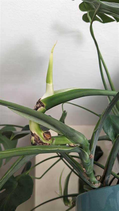Strange Node On My Monstera Rmonstera