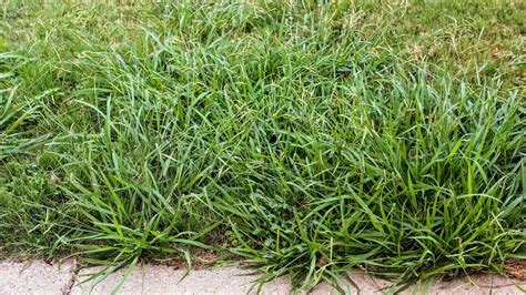 How To Prevent Crabgrass In Your Lawn