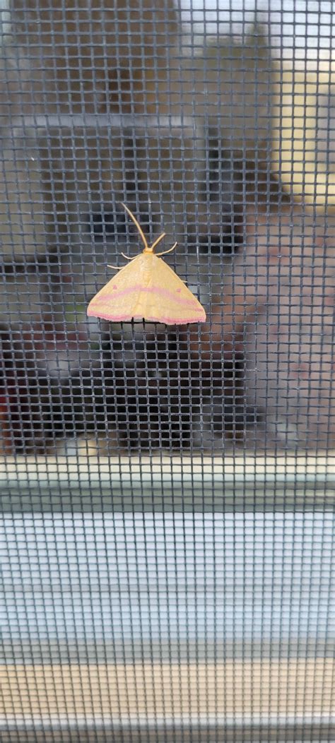 Lilderpette Ulilderpette Reddit