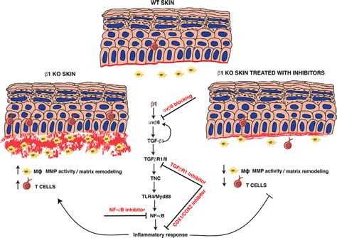 Model Of Integrin B1 Dependent Inflammatory Cascade Download