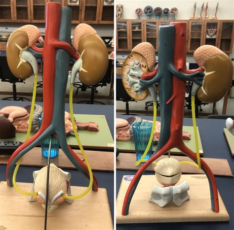 Urinary System Model Diagram Quizlet Urinary System Model Diagram Quizlet