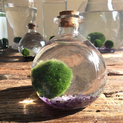 How To Cut A Moss Ball At Christopher Hooke Blog