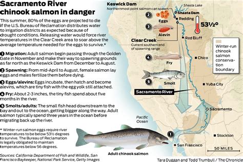 Fears Of A Massive Salmon Die Off This Summer In Sacramento River Water