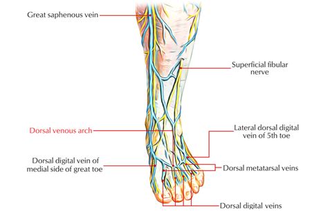 Dorsal Venous Arch Hand And Foot Earths Lab