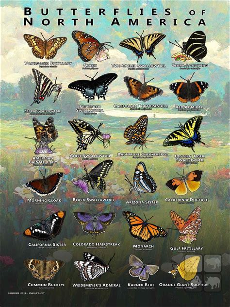 Scientific Illustration By Roger Hall Inkart Butterflies Of North