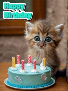 Cat Birthday S