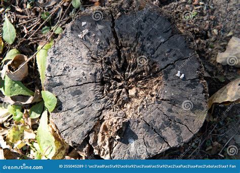 The Stump Slowly Decayed After The Tree Was Cut Down Stock Image