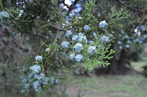 Beautiful Blue Fruits Of Oriental Arborvitae Platysladus An Evergreen