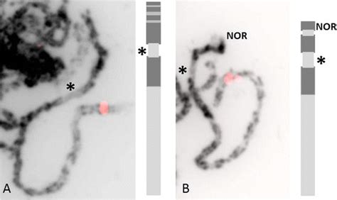 Inverted Dapi Pictures And Ideogram Of Chromosome 4 A And 7 B Red Download Scientific