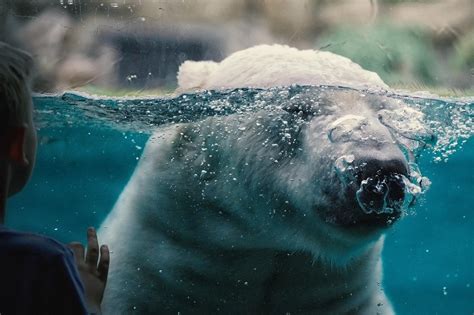 1000 Kostenlose Eisbaer Und Eisbär Bilder Pixabay