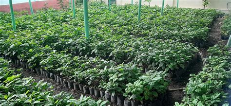 မြဝတီမြို့၌ ၂၀၂၄ ၂၀၂၅ ခုနှစ် မိုးရာသီတွင် စိုက်ပျိုးရန်အတွက် ကော်ဖီ ပ