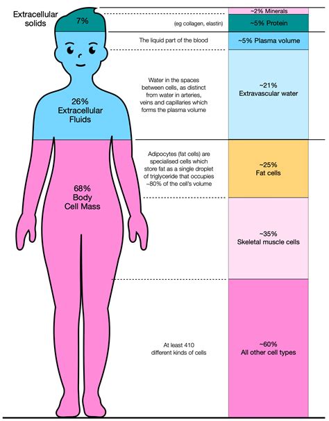 Five Level Model Of The Human Body Ruben Meerman