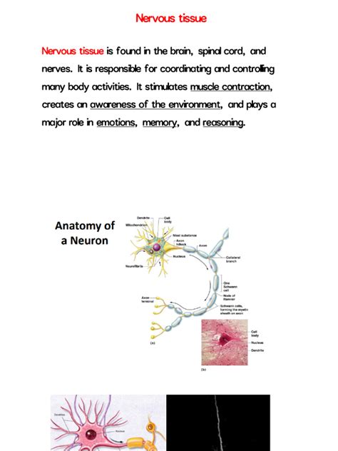 Overview Of Nervous Tissue Functions Pdf