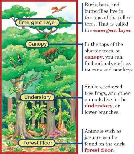 The Vertical Structure Of A Tropical Rainforest