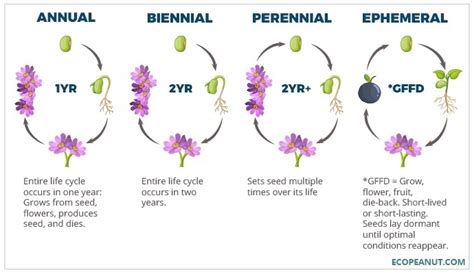 A Guide To Annuals Versus Perennials Hgtv