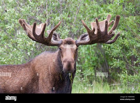 Male Moose And Antlers Moose Astronaut Atlg