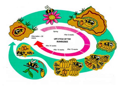 The Bumblebee Life Cycle