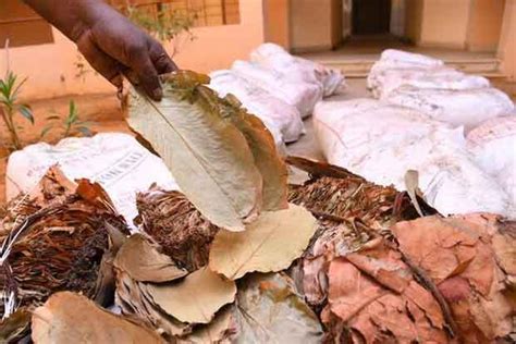 Beedi Leaves Meant For Smuggling Seized In Thoothukudi