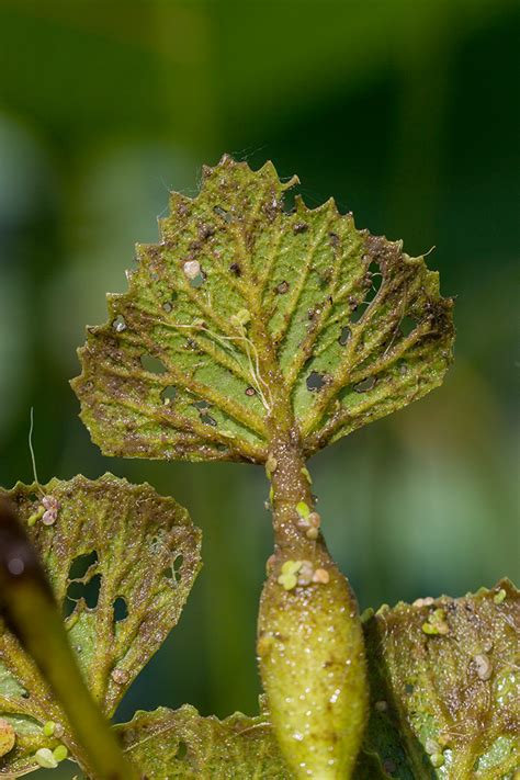 Trapa Natans Изображение особи Плантариум
