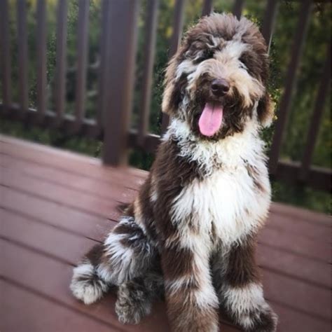 Double Doodles Puppies For Sale San Antonio Texas