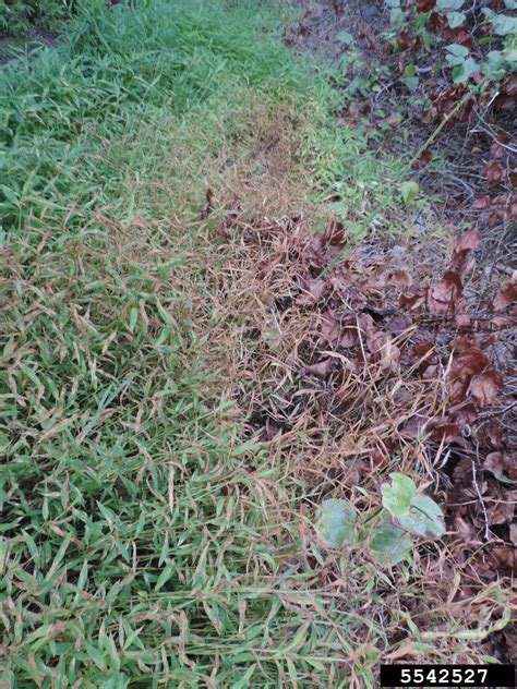 Japanese Stiltgrass Microstegium Vimineum Trin A Camus