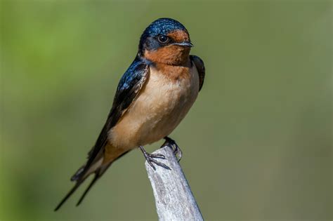 Wild Nature Picture Cute Closeup Face Photos In  Format Free And
