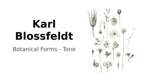 Botanical Forms Lesson Karl Blossfeldt Createwithcatherine