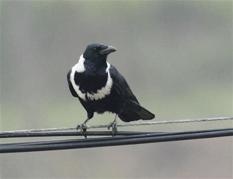 白颈鸦图册360百科