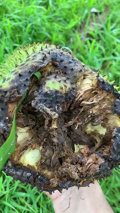 Buah Kamassi Enak Youtube