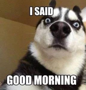 95 Funny Good Morning Memes With Images To Cheer You Up 2026 Original