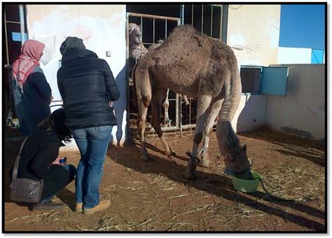 Recording Of Focal Animal Sampling Ethogram Of Male Camel Sexual
