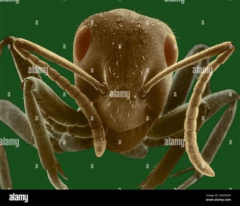 Coloured Scanning Electron Micrograph Sem Of Western Thatching Ant