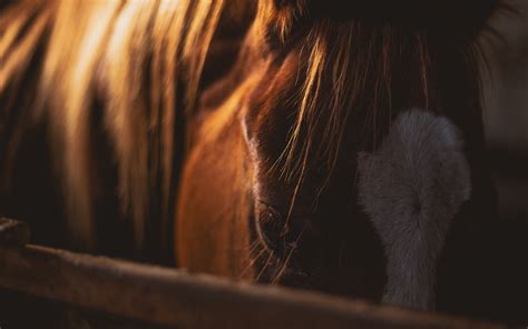 Free Images Horse Mane Light Eye Close Up Sky Photography