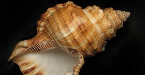 Foto De Stock Gratuita Sobre Acuático Agua Salada Al Aire Libre Arte De Concha Biología