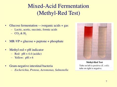 Mixed Acid Fermentation E Coli At Booker Zuniga Blog