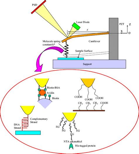 Single Molecule Experimental Setup And The Spring Coupled Model The