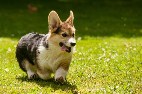Cute Corgi Puppies Running