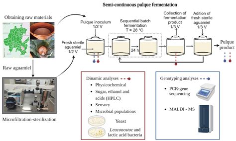 A Semi Continuous Fermentation Process For Pulque Production Using