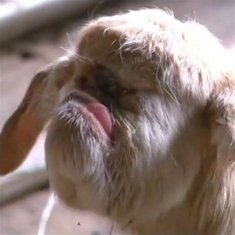 Real Cyclops Animals