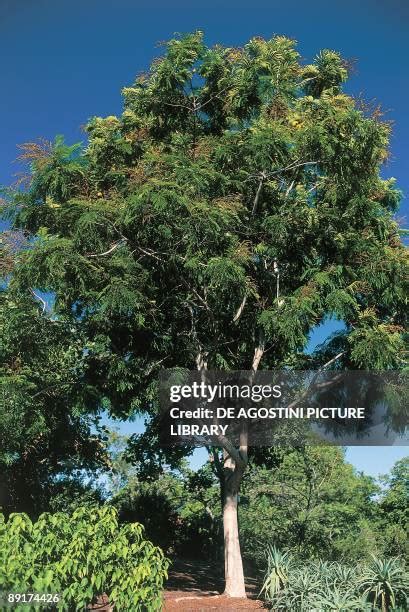 Candlenut Photos And Premium High Res Pictures Getty Images